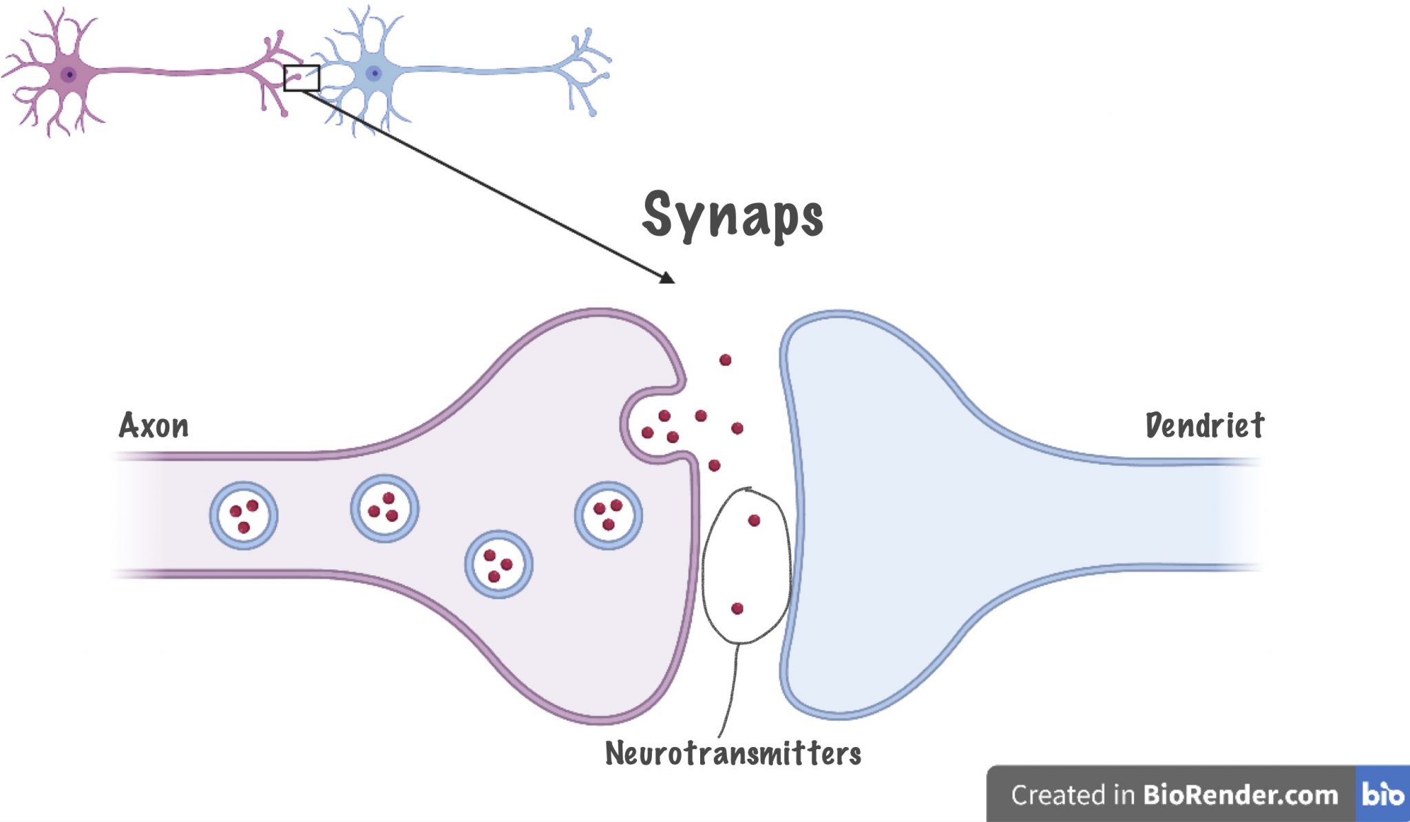 Brain basics: Welke soorten cellen zijn er in je brein? | Donders Wonders