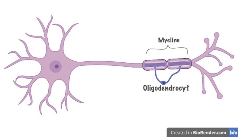 Brain basics: Welke soorten cellen zijn er in je brein? | Donders Wonders