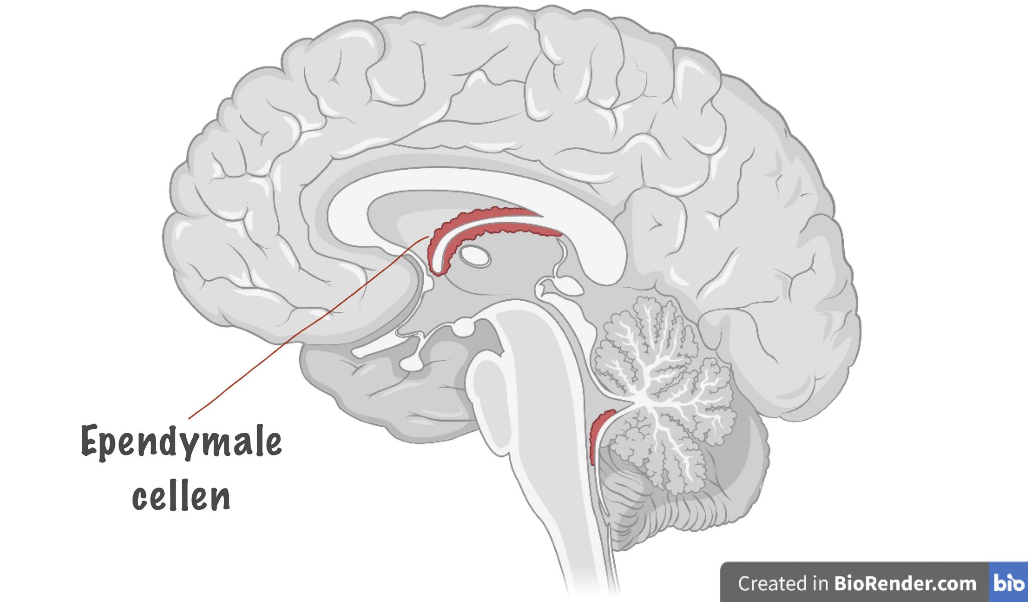 Brain basics: Welke soorten cellen zijn er in je brein? | Donders Wonders